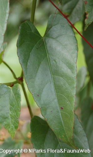 NParks | Cissus hastata