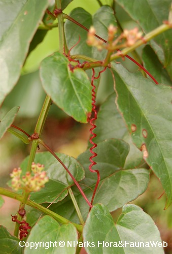 NParks | Cissus hastata