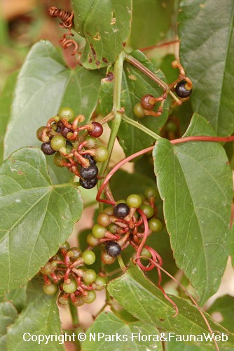 NParks | Cissus hastata