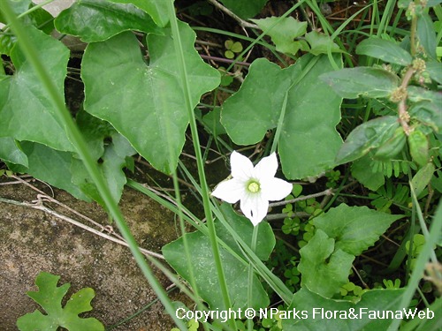 NParks | Coccinia grandis