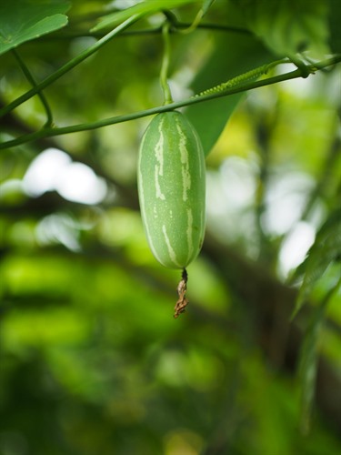 NParks | Coccinia grandis