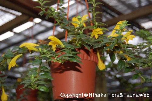 NParks | Columnea tulae var flava
