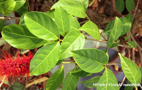 NParks | Combretum comosum