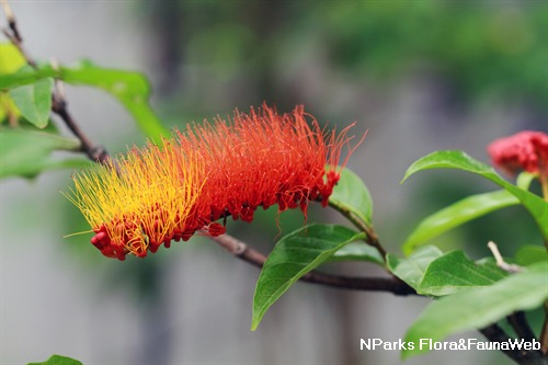 NParks | Combretum comosum