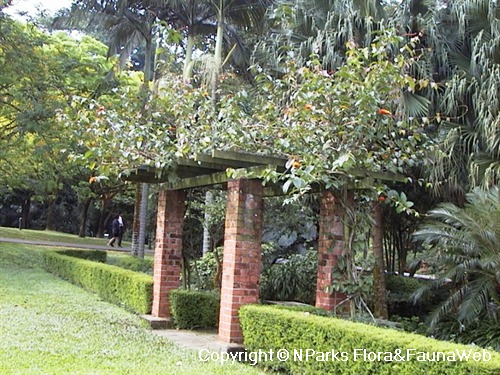 NParks | Combretum comosum