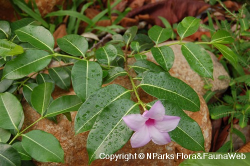 NParks | Cryptostegia grandiflora