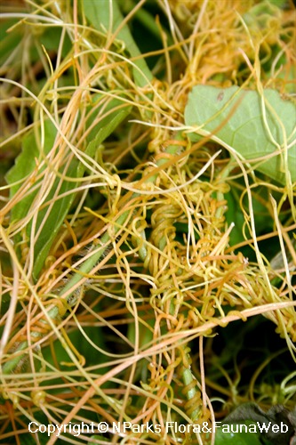 NParks | Cuscuta australis