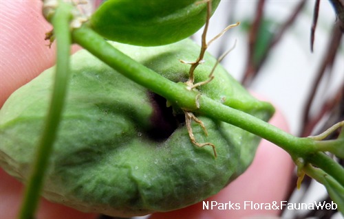 NParks | Dischidia vidalii