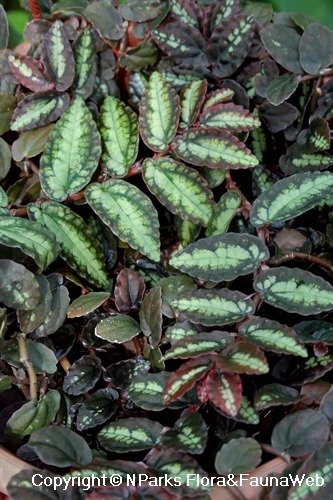 NParks | Procris repens