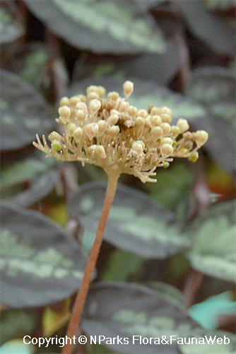 NParks | Procris repens