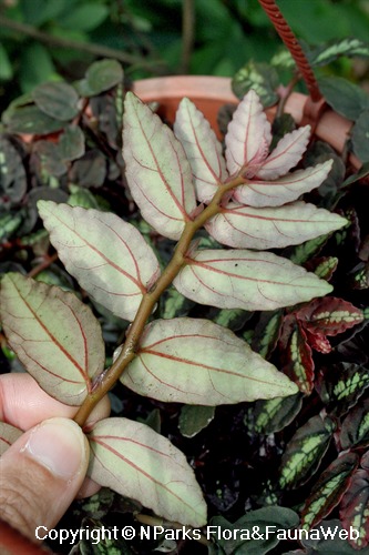 NParks | Procris repens