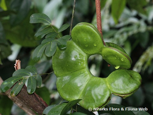 NParks | Entada spiralis