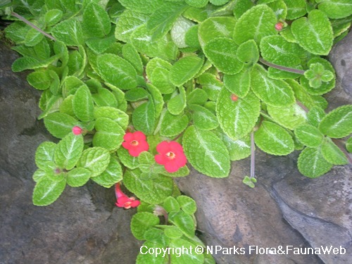 NParks | Episcia (Red Flower, Yellow-Green Leaf)