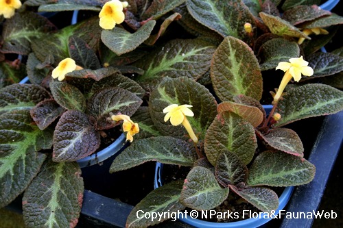 NParks | Episcia cupreata 'Suomi'