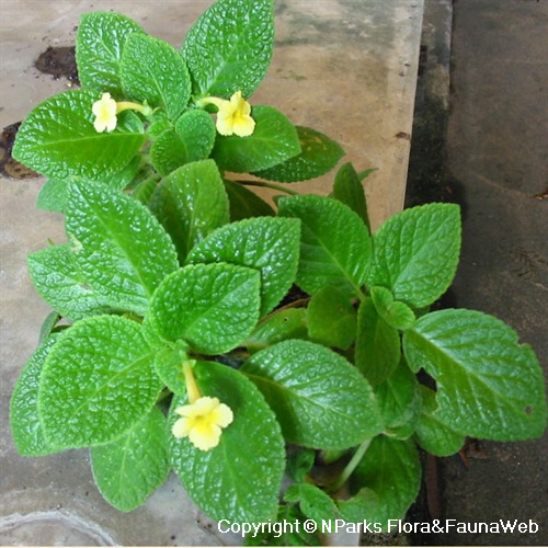 NParks | Episcia 'Tropical Topaz'