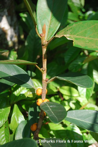 NParks | Ficus consociata var murtoni