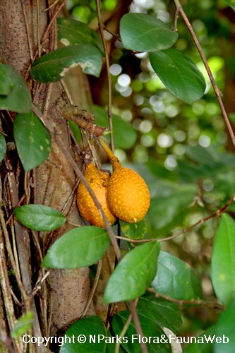 NParks | Ficus punctata