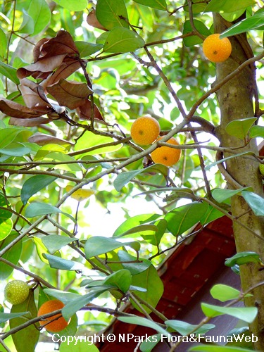 NParks | Ficus punctata