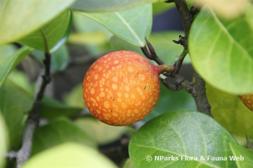 NParks | Ficus punctata