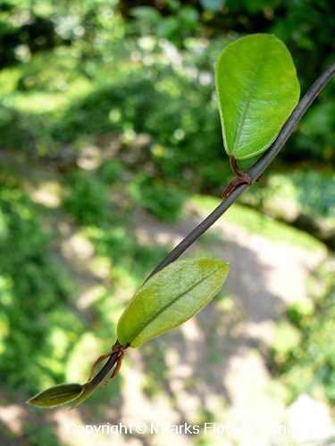 NParks | Ficus punctata