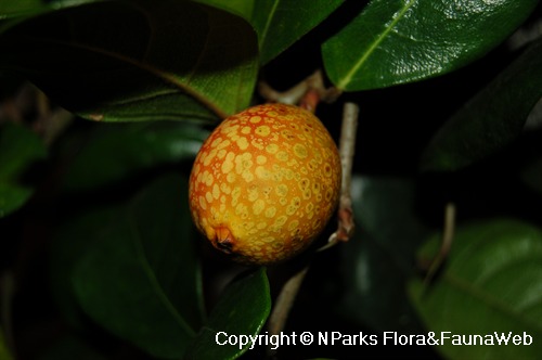 NParks | Ficus punctata