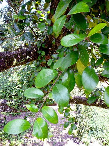 NParks | Ficus punctata