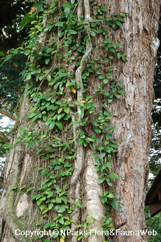 NParks | Ficus punctata