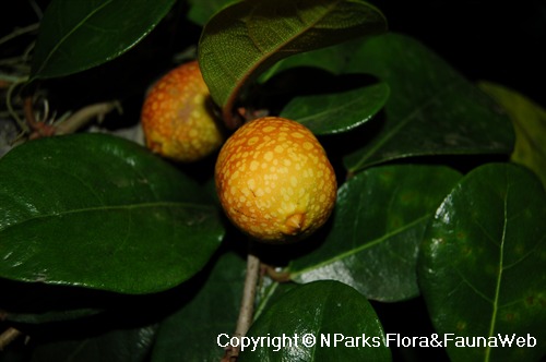 NParks | Ficus punctata