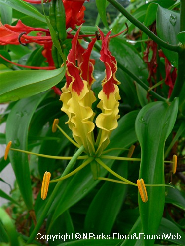 NParks | Gloriosa superba