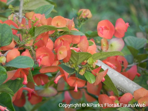 NParks | Holmskioldia sanguinea