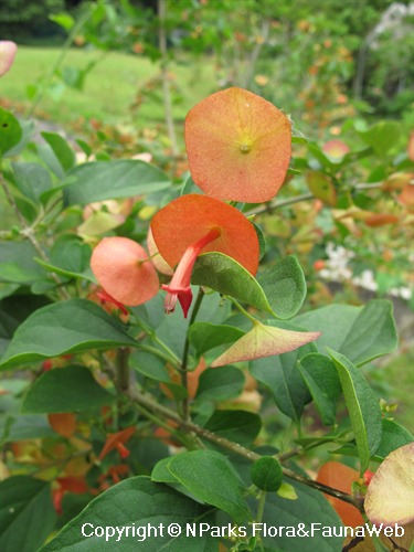 NParks | Holmskioldia sanguinea