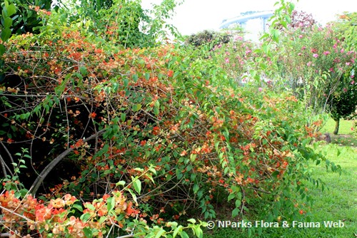 NParks | Holmskioldia sanguinea