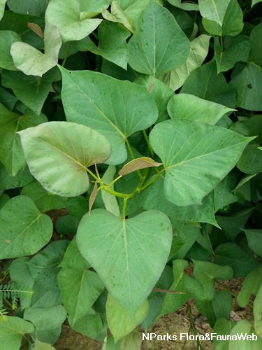 NParks | Ipomoea batatas