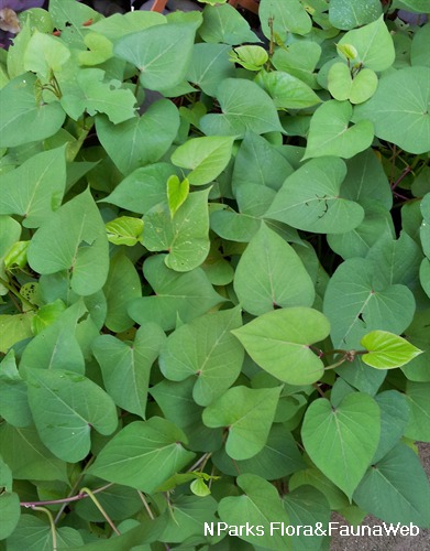 NParks | Ipomoea batatas
