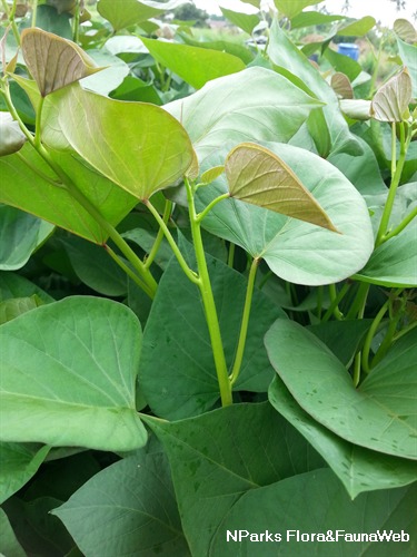 NParks | Ipomoea batatas