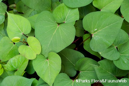 NParks | Ipomoea batatas