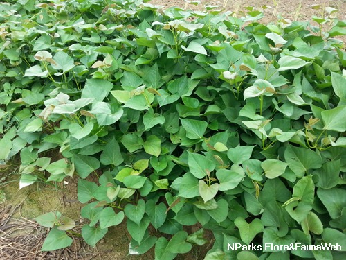 NParks | Ipomoea batatas
