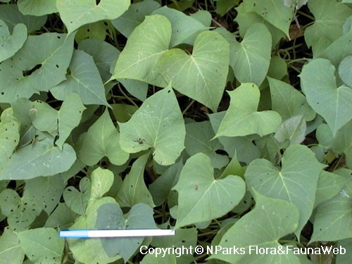 NParks | Ipomoea batatas