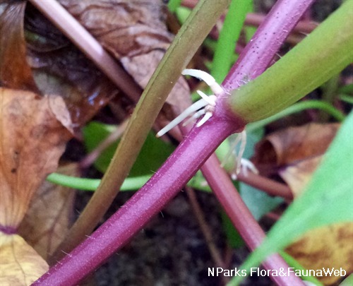 NParks | Ipomoea batatas