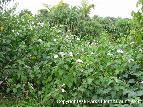 NParks | Ipomoea carnea subsp fistulosa