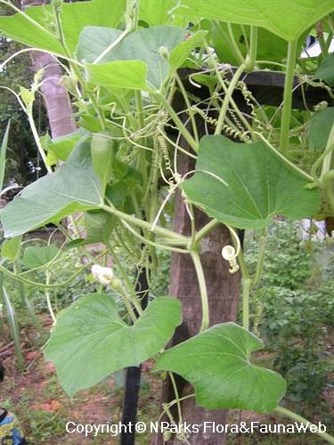 NParks | Lagenaria siceraria