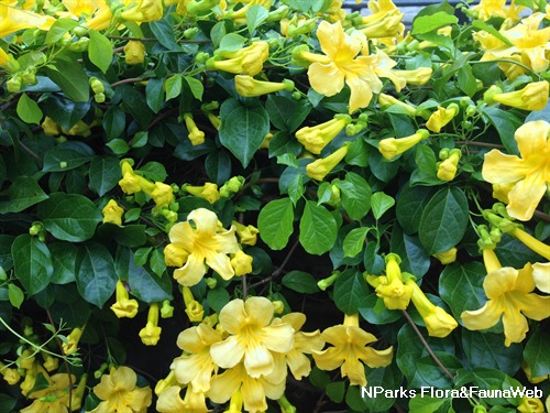 NParks | Dolichandra unguis-cati