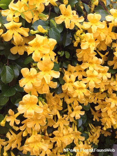 NParks | Dolichandra unguis-cati