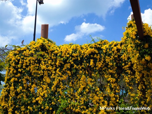 NParks | Dolichandra unguis-cati