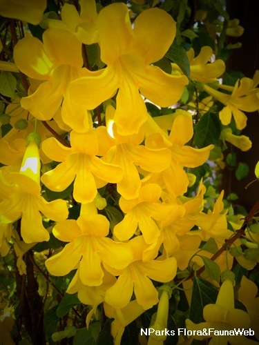 NParks | Dolichandra unguis-cati