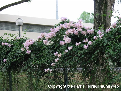 NParks | Mansoa hymenaea