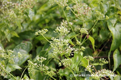 NParks | Mikania micrantha