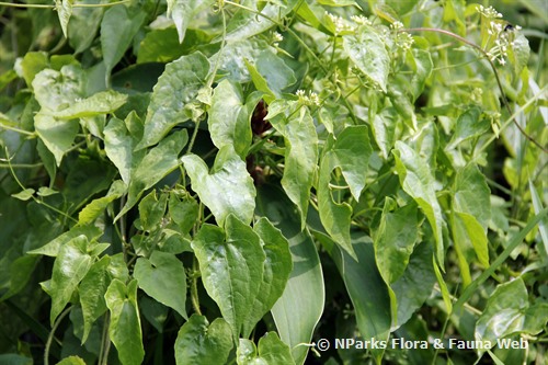 NParks | Mikania micrantha