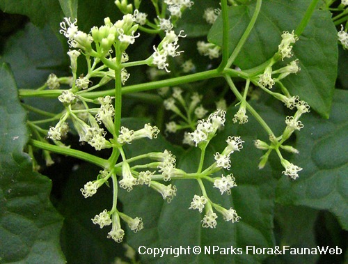 NParks | Mikania micrantha