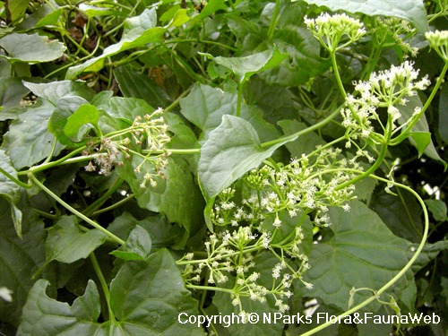 NParks | Mikania micrantha